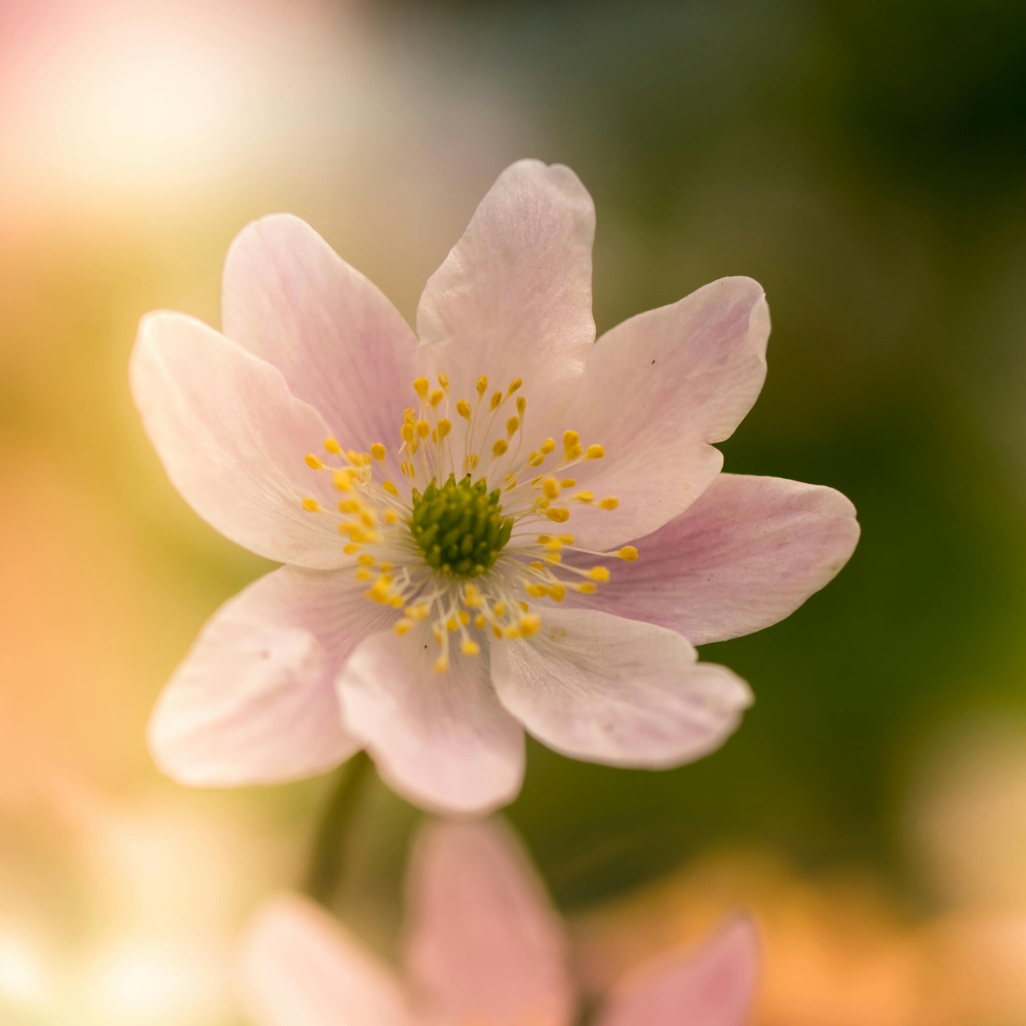 Prince Pharmacy | Conquer Allergy Season: Effective Natural Remedies ...